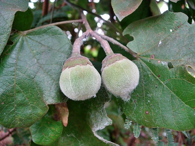 Plant of the Week - African Bubblegum - Never Ending Food