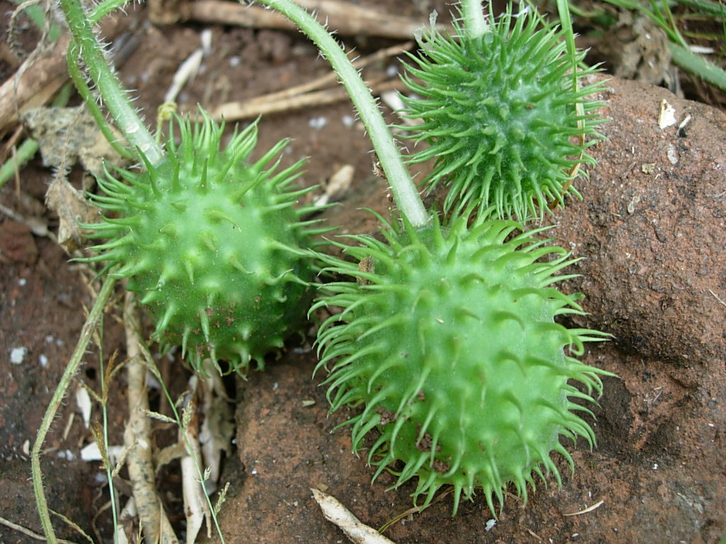 Plant of the Week - Chikanyanga - Never Ending Food