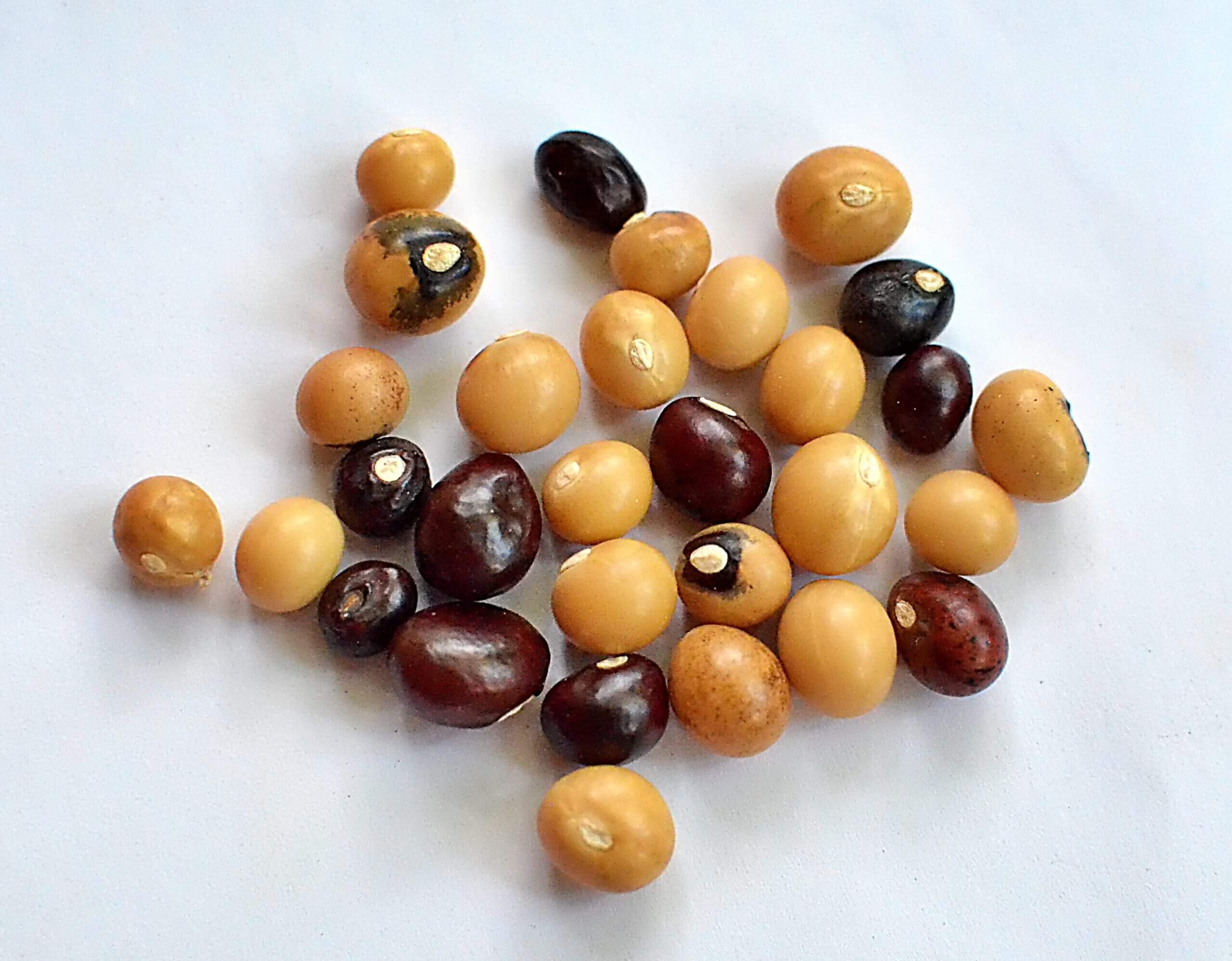 Plant of the Week - Bambara Groundnut - Never Ending Food